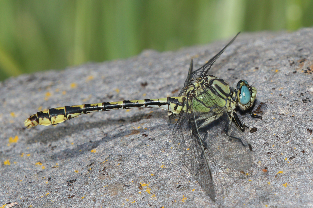 Great Basin Snaketail from Dan Ryan Place, California, United States on ...