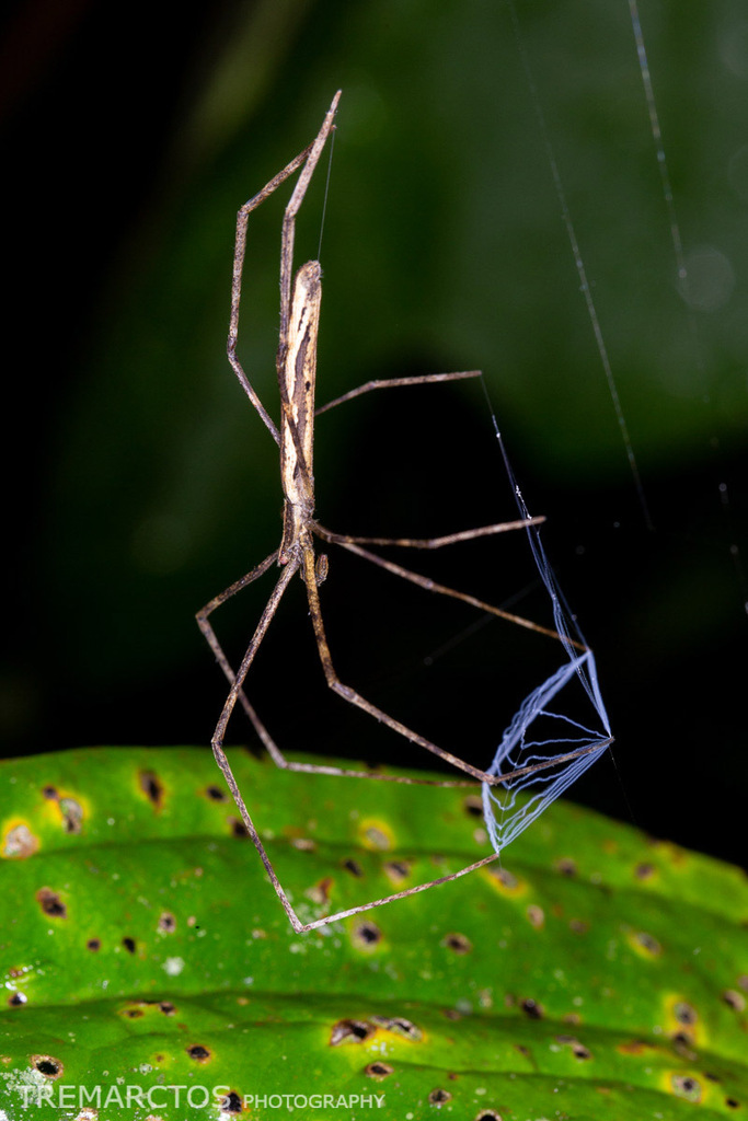 Deinopis longipes from La Selva Biological Station, Heredia Province ...
