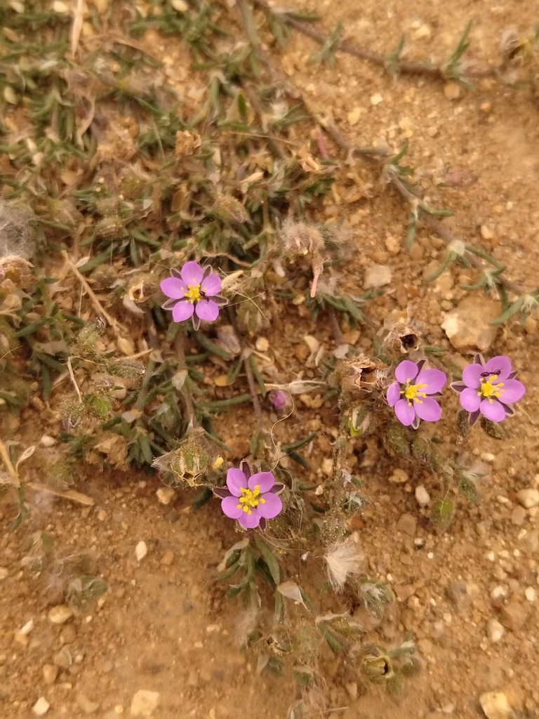 Red Sand Spurrey from El Quisco, Valparaíso, Chile on November 25, 2022 ...