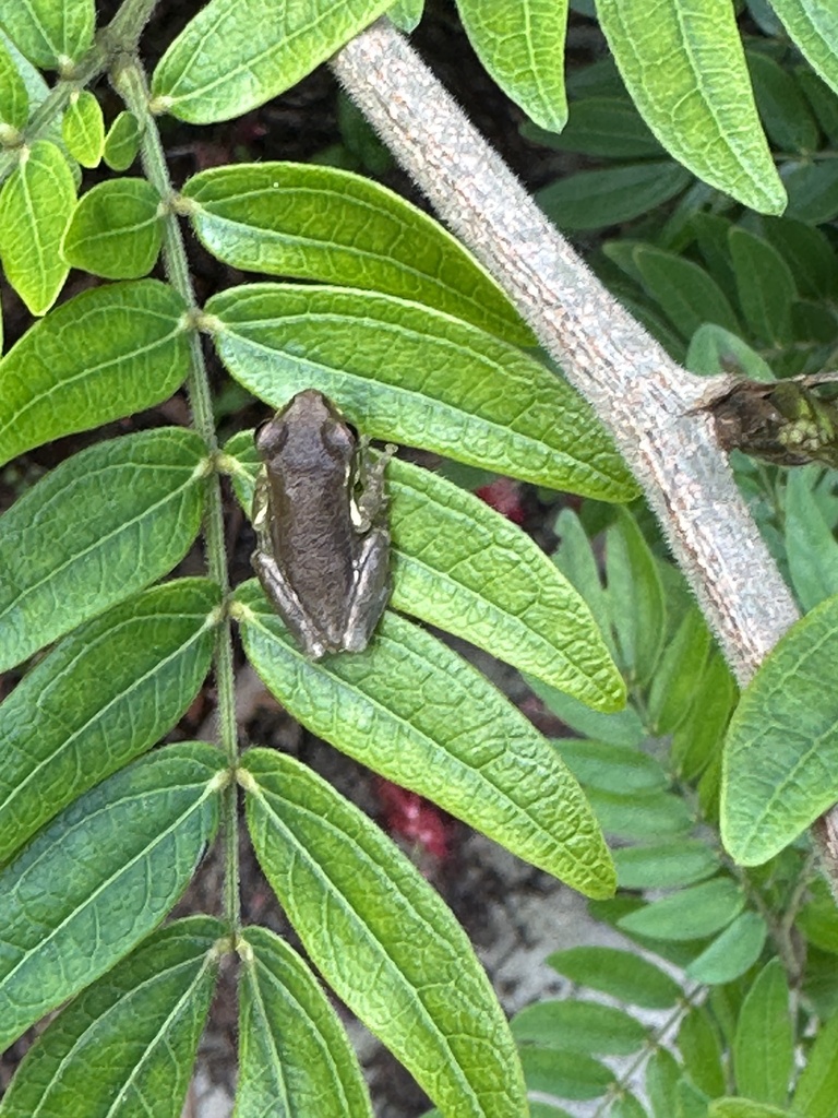 Cuban Tree Frog from Randolph Siding Rd, Jupiter, FL, US on November 25 ...