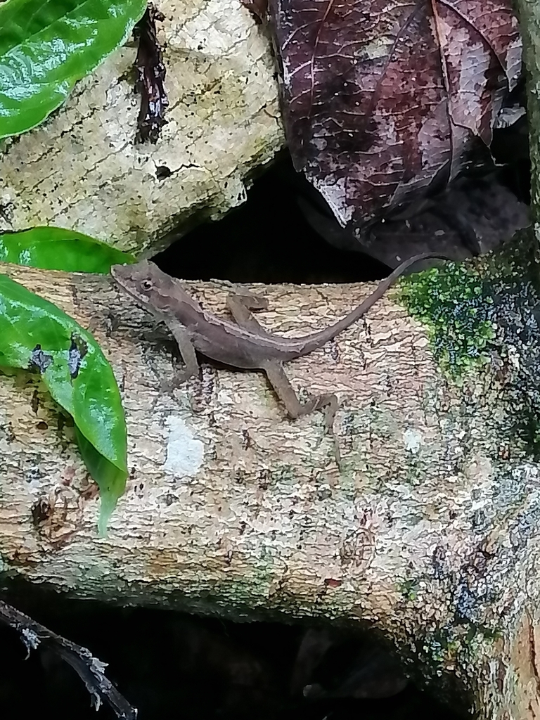 Bronze Anole from Volcán on November 25, 2022 at 01:58 PM by EYLEEN ...