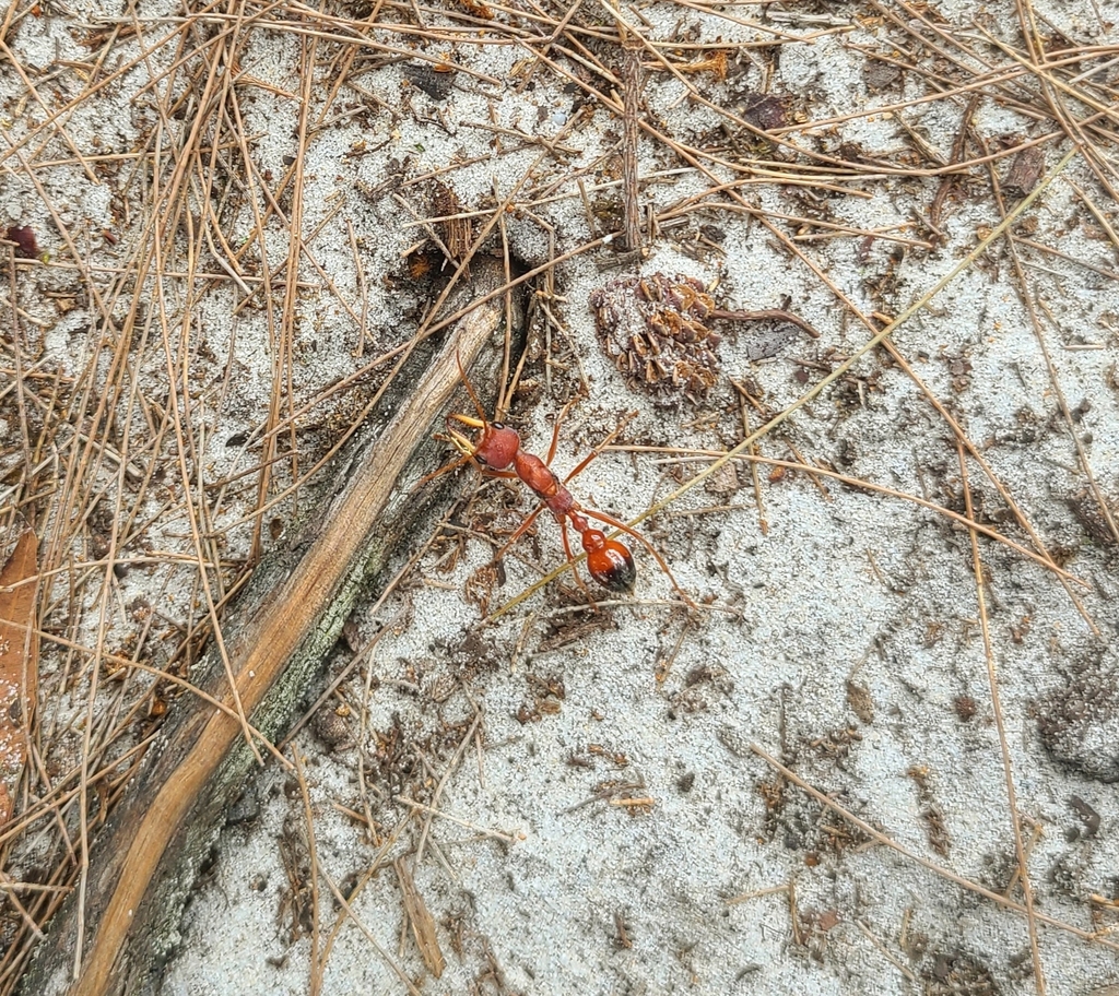 Red Bull Ant from Moreton Island on August 21, 2022 at 12:43 PM by CoCo ...