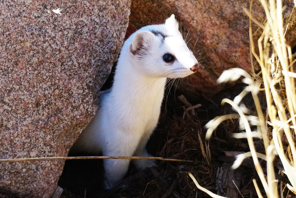 Long-tailed Weasel in October 2022 by Lisa Lou · iNaturalist