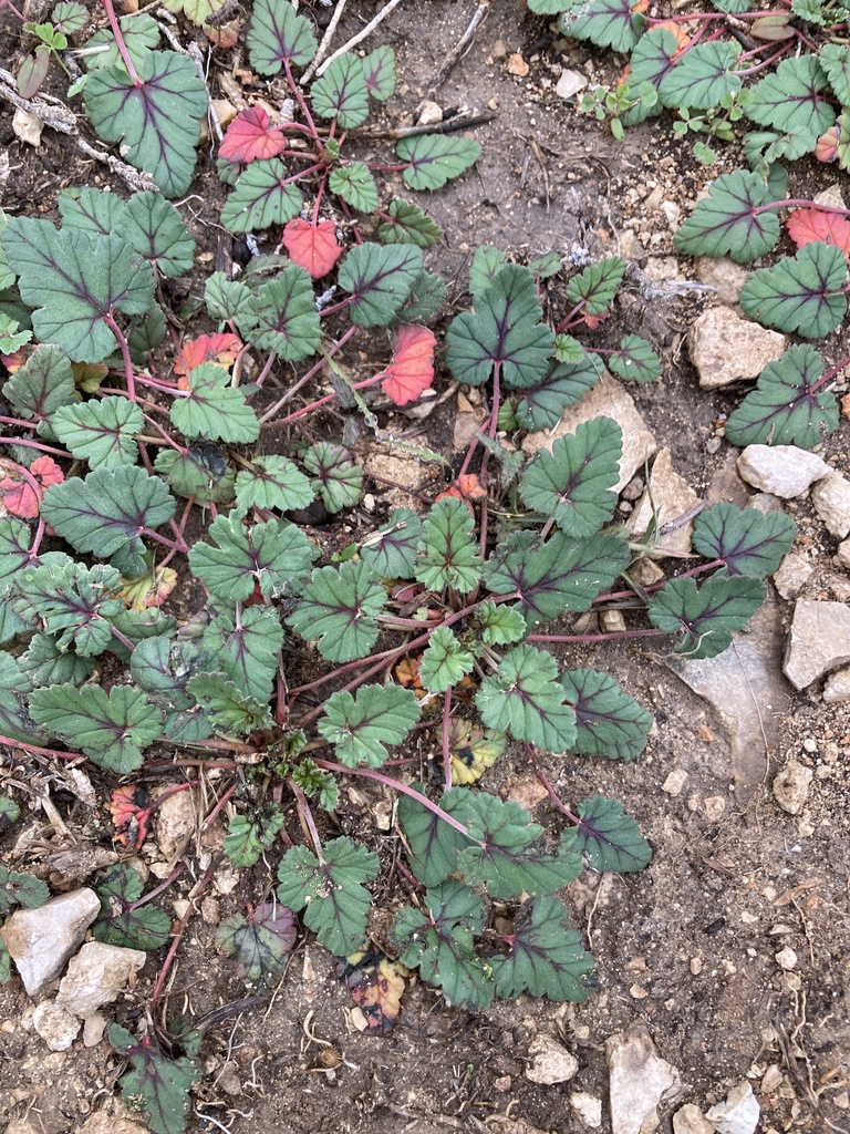 Texas stork's bill from Cedar Breaks Rd, Georgetown, TX, US on November ...