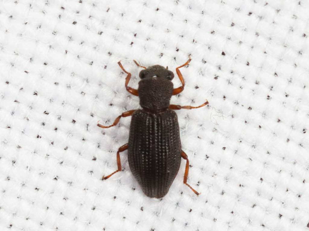 Hydrochus from Cambridge, ON on July 22, 2022 at 09:46 PM by Michael H ...