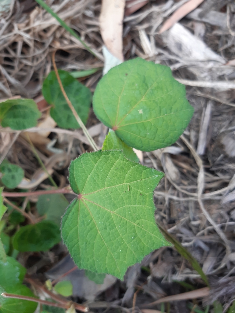 Caesar weed by claudia bibiana · iNaturalist