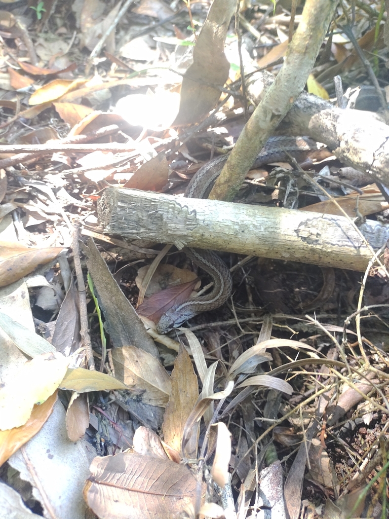 Chilean Slender Snake from Valdivia, Los Ríos, Chile on November 25 ...