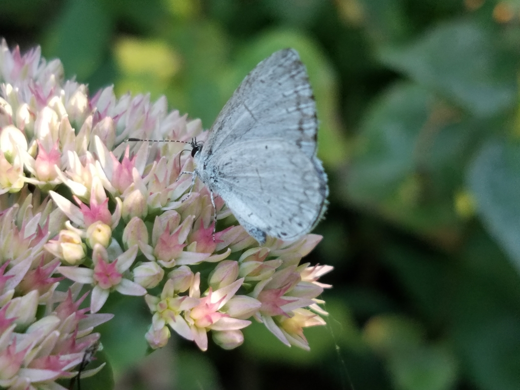 Summer Azure in September 2018 by Allyson Frank · iNaturalist