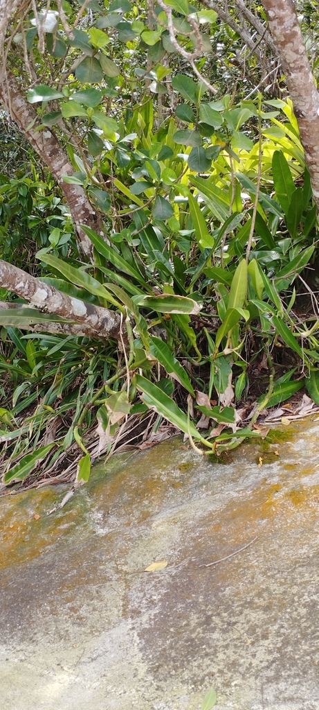 Philodendron crassinervium from Rua da Praia, 33 - Cantinho do sossego ...