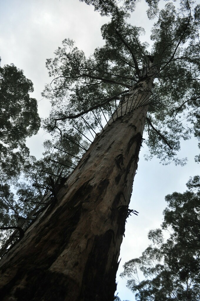 Karri from Diamond Tree WA 6258, Australia on November 2, 2012 at 05:50 ...