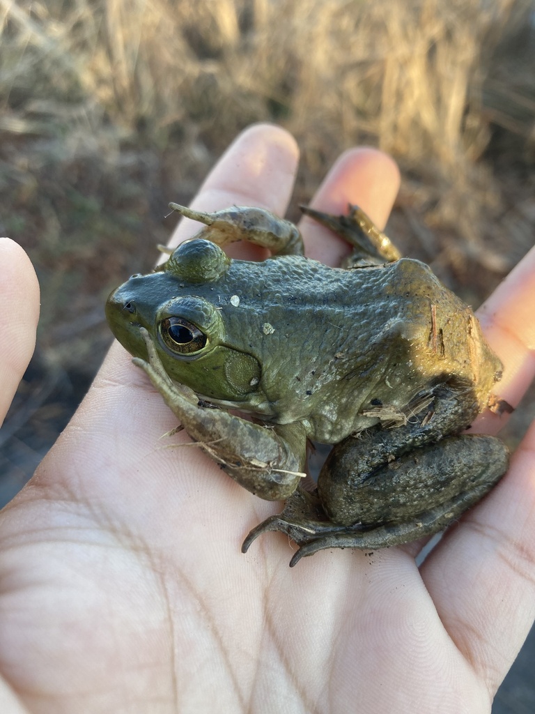 American Bullfrog from Cumberland Ave, West Lafayette, IN, US on ...