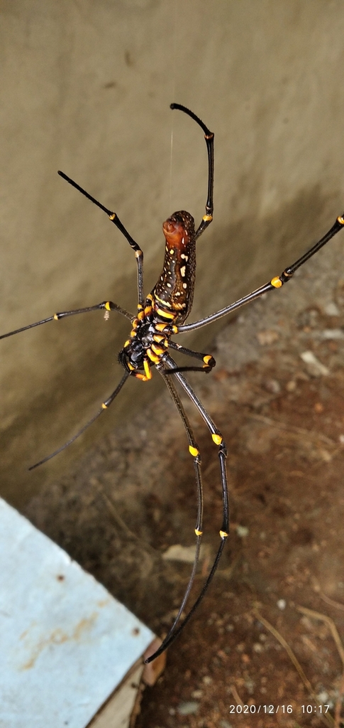 Giant Golden Orbweaver from Empunak Tapang Keladan, Ketungau Hulu ...