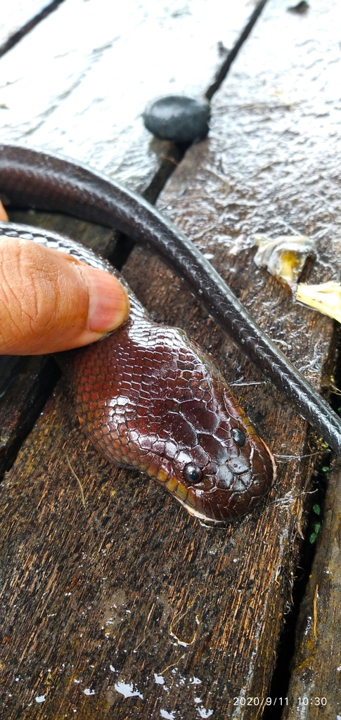 Kapuas Mud Snake from Empunak Tapang Keladan, Ketungau Hulu, Sintang ...