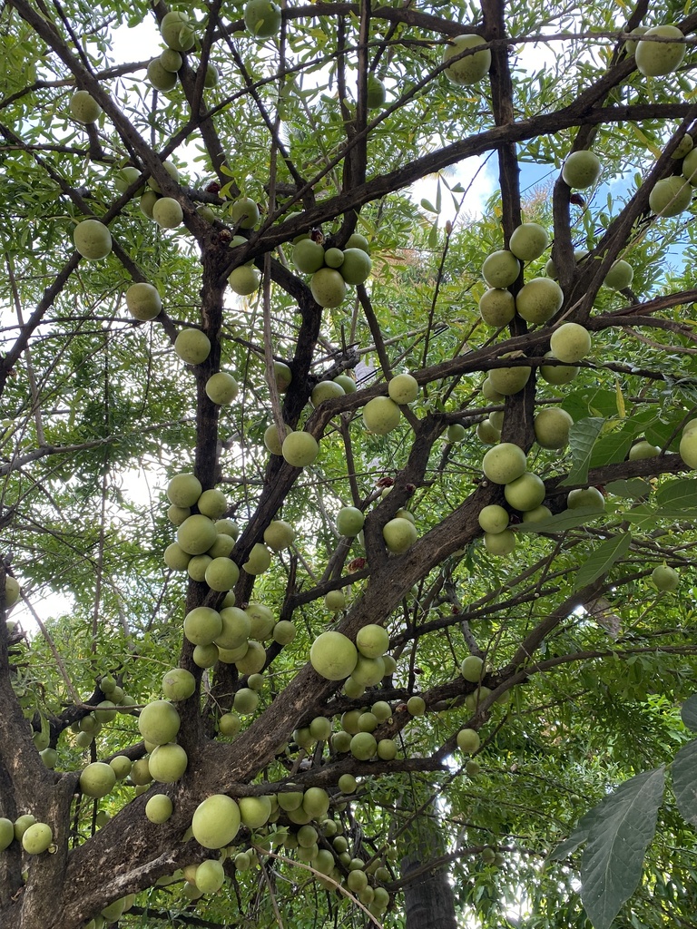 Calabash Tree in November 2022 by agrowlice · iNaturalist