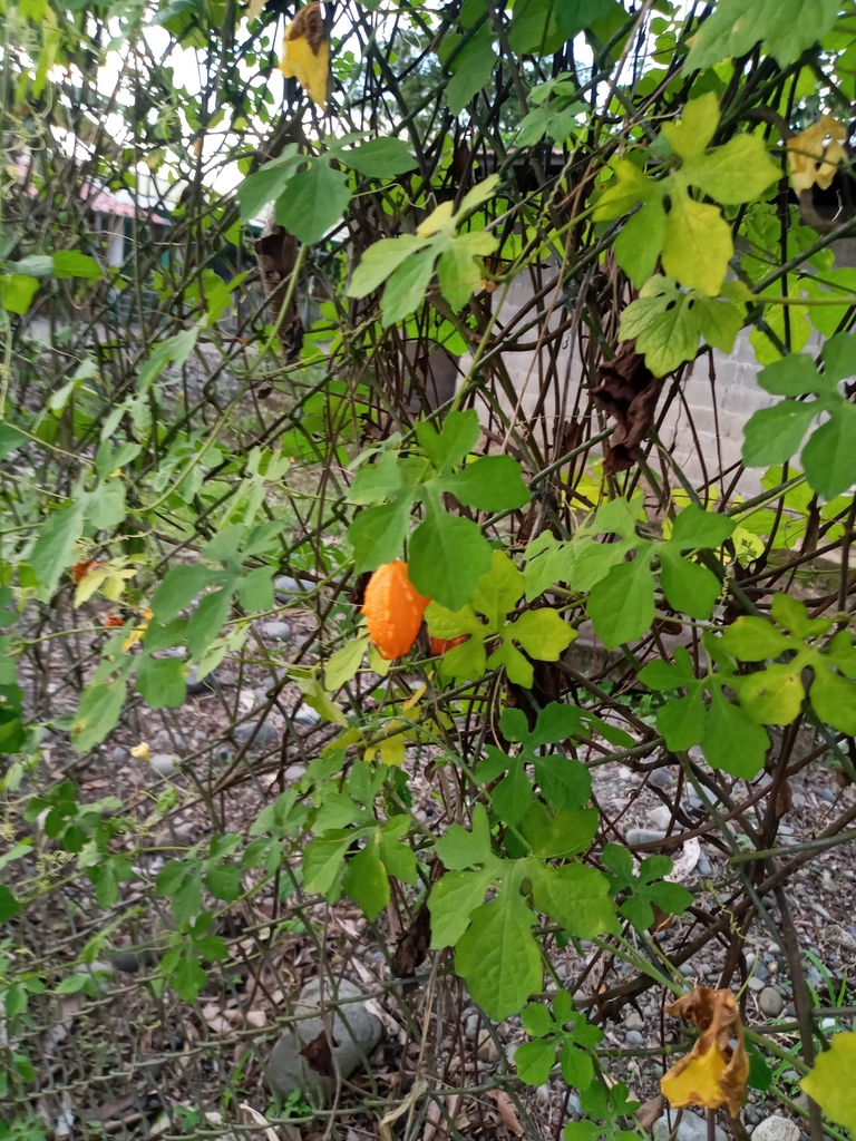 Bitter Melon from Guabíto, Panamá on November 25, 2022 at 05:49 PM by ...