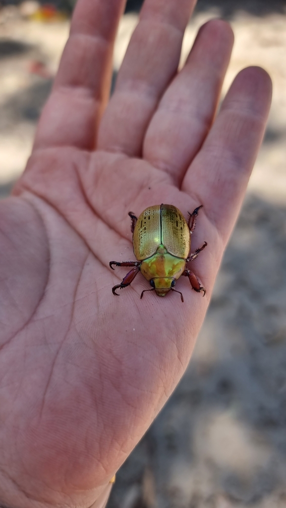 Anoplognathus olivieri from North Narrabeen NSW 2101, Australia on ...
