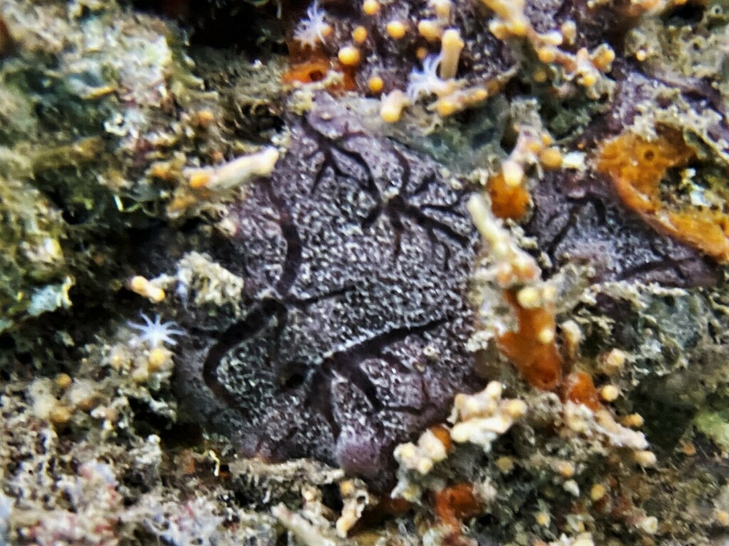 Mycale magnirhaphidifera from Riviera Beach, FL, USA on November 25 ...