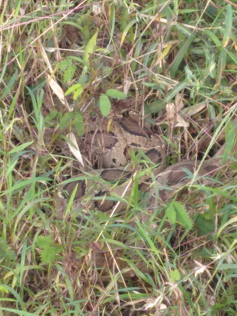 Russell's Viper from HWWX+R3W, Tamil Nadu 635119, India on November 25 ...