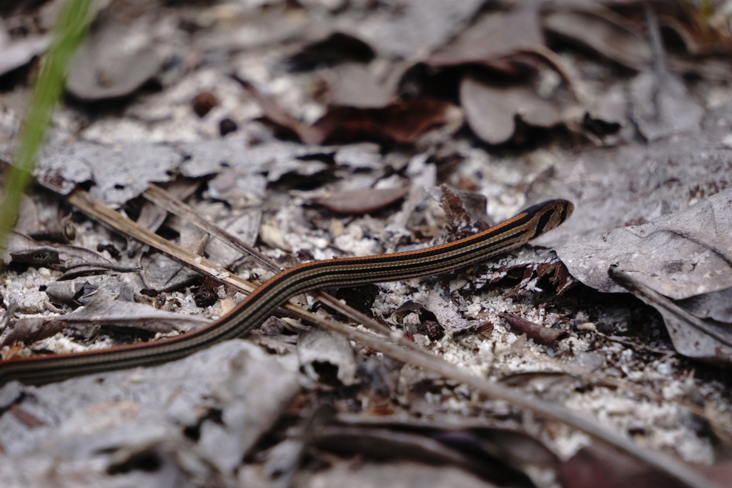 (Eight-) Striped Kukri Snake from Bedaun River, Kumai, West ...
