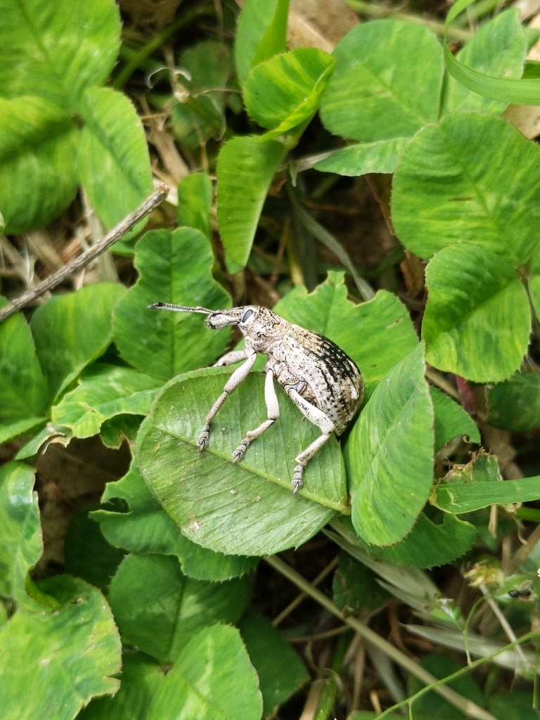 Leptopius from Ashburton VIC 3147, Australia on November 26, 2022 at 04 ...