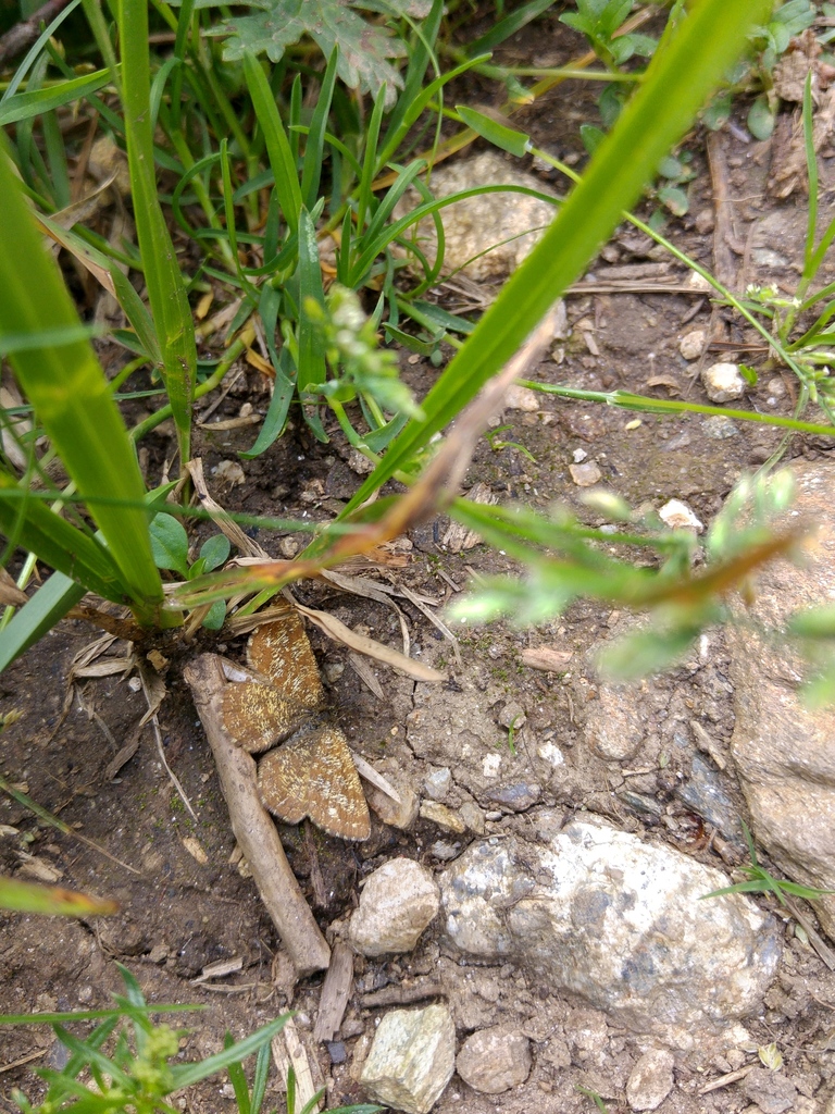 Common Heath from malga cloz on July 20, 2018 at 10:06 PM by Andrea ...