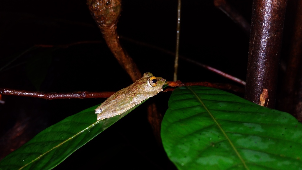Rough-armed Tree Frog in August 2018 by Mia. Katak ini berukuran kecil ...