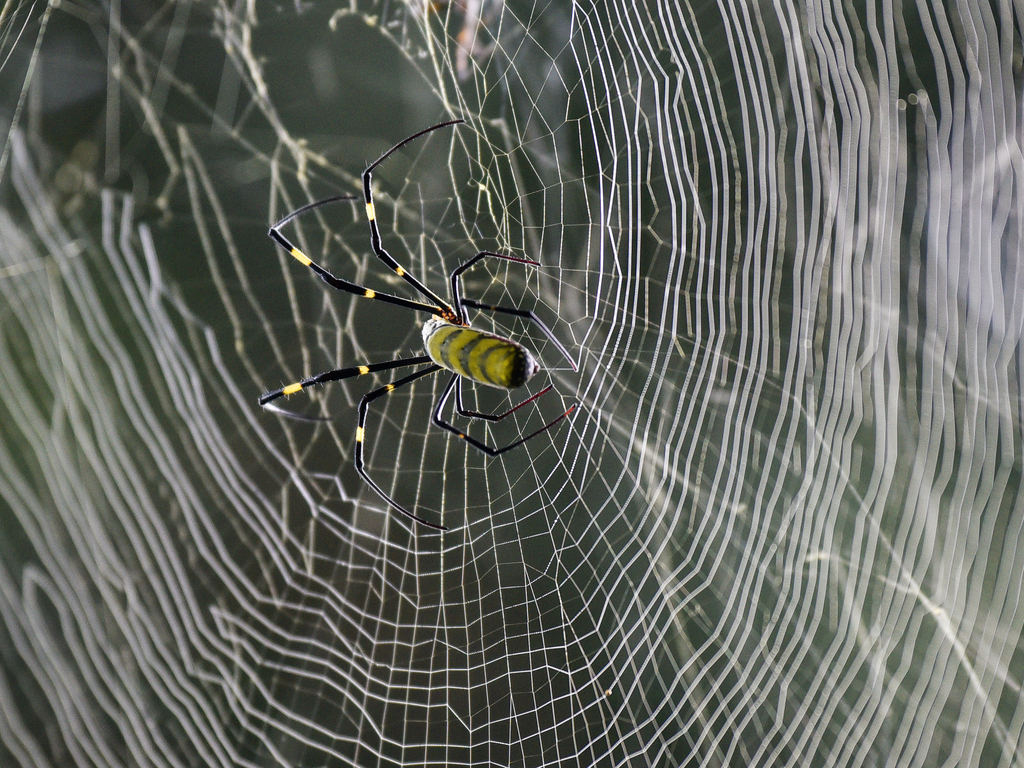 Joro Spider from 台灣台北 on November 25, 2022 at 10:12 AM by jameschien ...