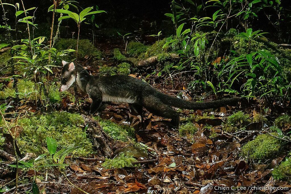 Hose's Palm Civet at Kathaleen Velasquez blog