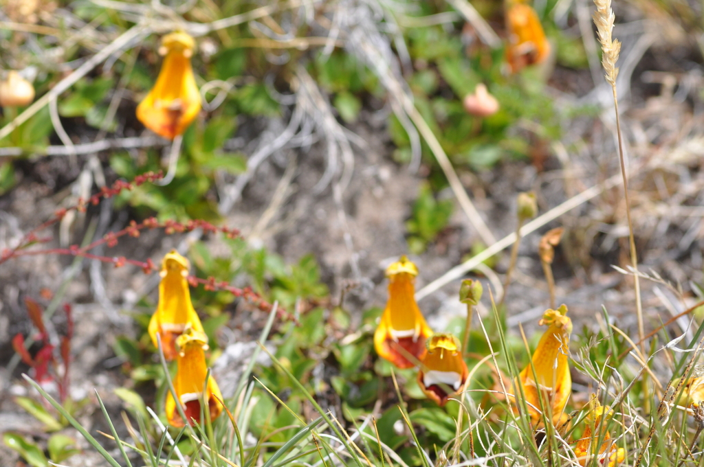Darwin's Slipper from Lago Argentino, Santa Cruz, Argentina on December ...