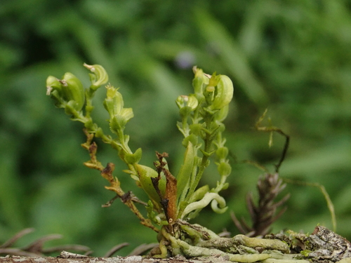 Taeniophyllum compacta · iNaturalist