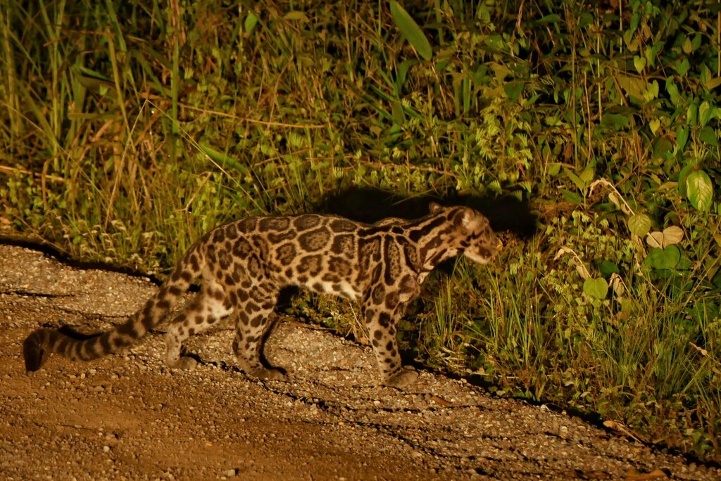Bornean Clouded Leopard in June 2019 by Jamal Kabir · iNaturalist