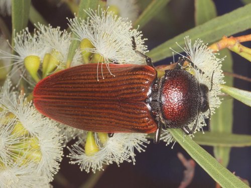 Temognatha parvicollis · iNaturalist
