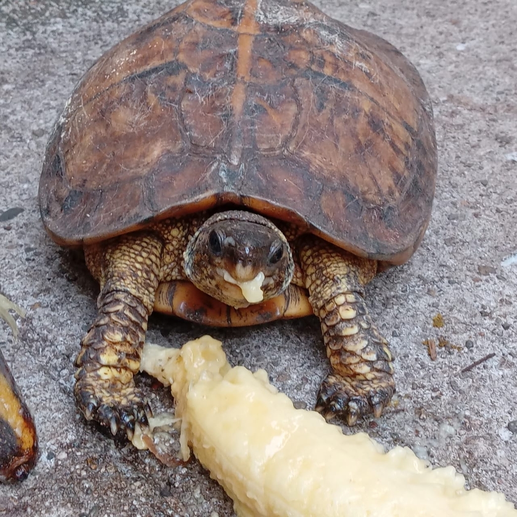 Brown Land Turtle in November 2022 by Luis Murillo · iNaturalist