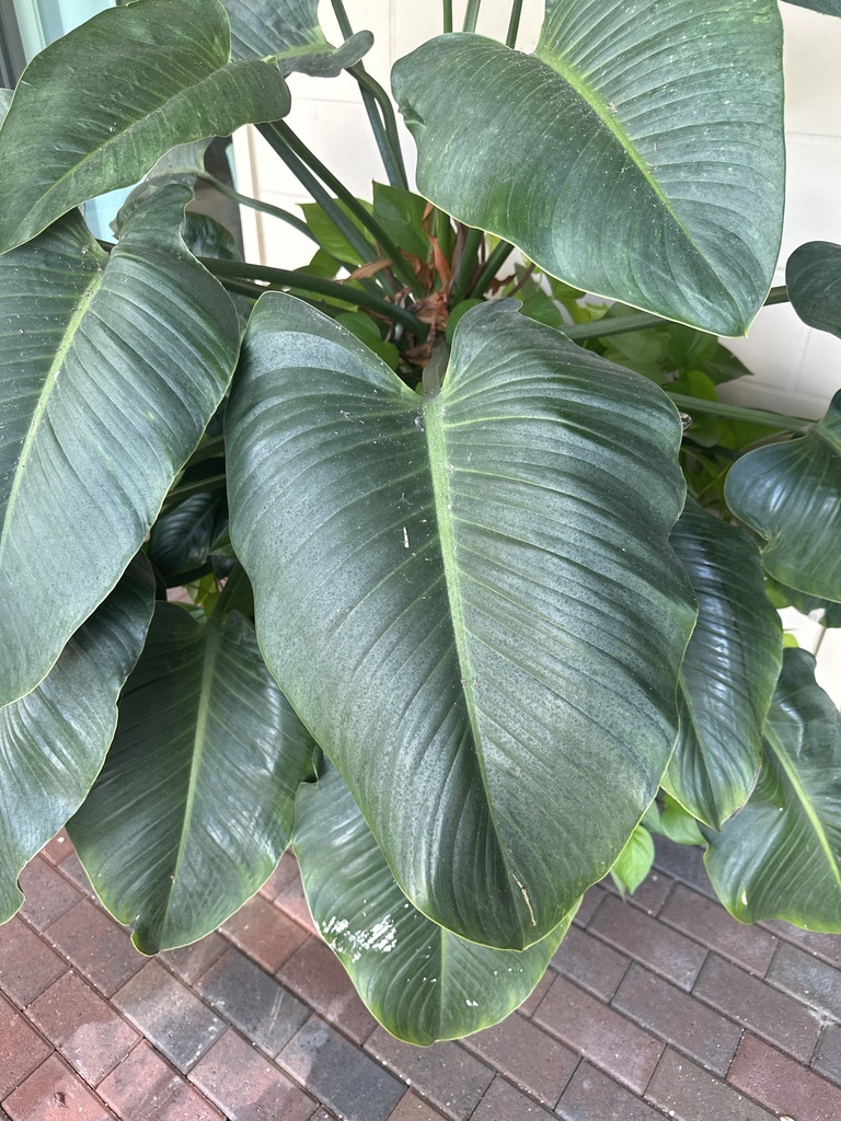 flowering plants from Broken Sound Pkwy NW, Boca Raton, FL, US on ...