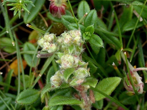 Aceria rosalia · iNaturalist Mexico