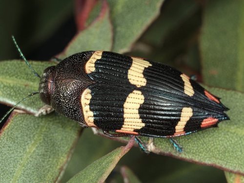 Astraeus major · iNaturalist