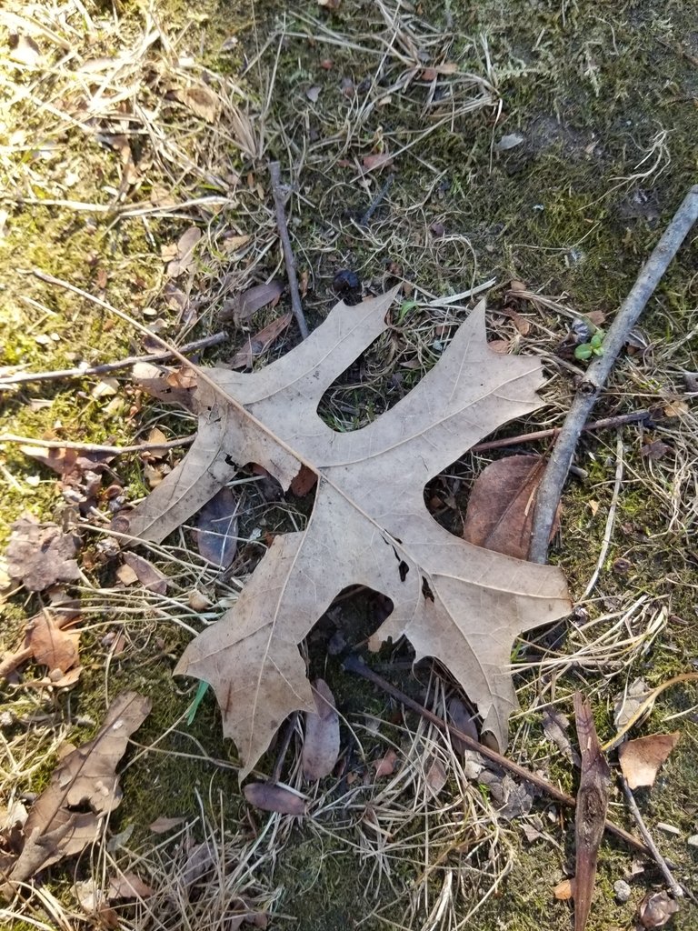 northern pin oak from Meadowbrook Marsh on November 26, 2022 at 11:53 ...