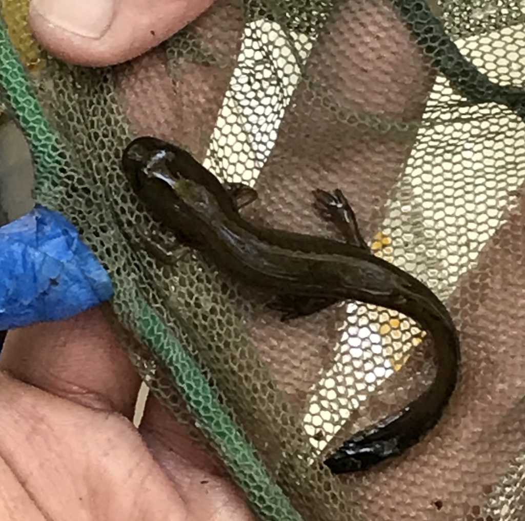 Coastal Giant Salamander in September 2018 by gchaniot · iNaturalist