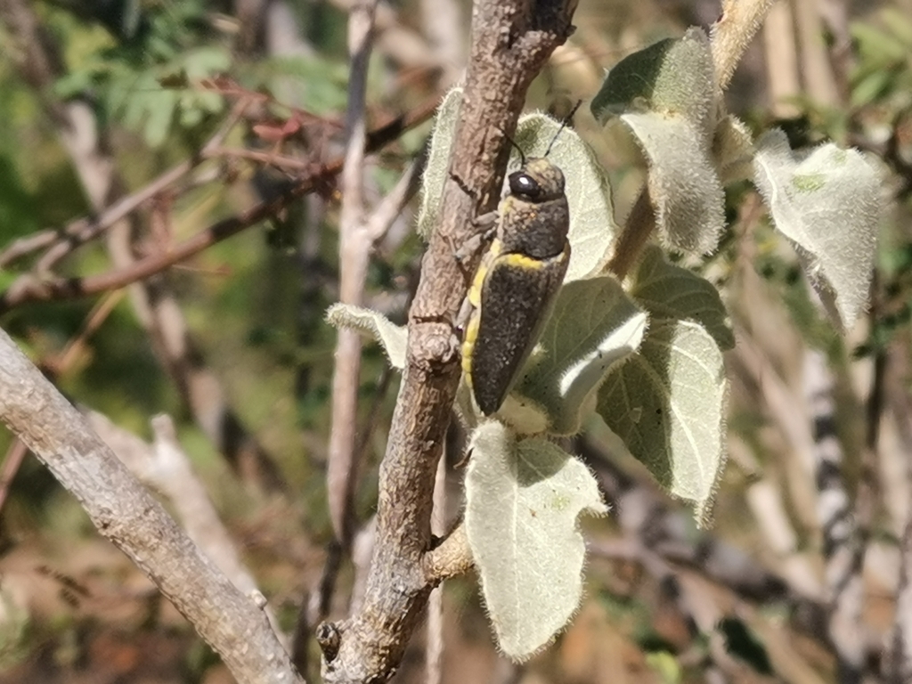 Hippomelas aeneocupreus from La Paz, B.C.S., México on November 26 ...
