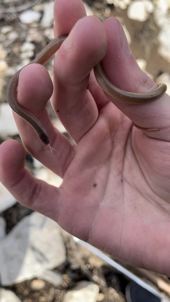 Flat-headed Snake in November 2022 by colerb. Lifer · iNaturalist