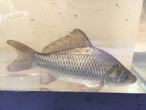Carpa Asiática Dorada (Carassius auratus) · iNaturalist Ecuador