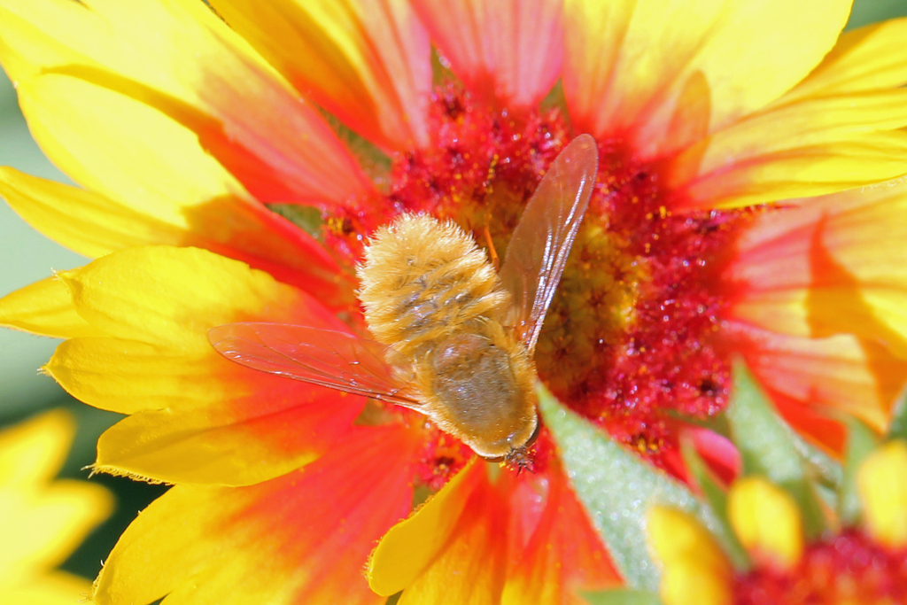 Woolly Bee Flies from Fritch, Tx on August 24, 2022 by donalsg ...