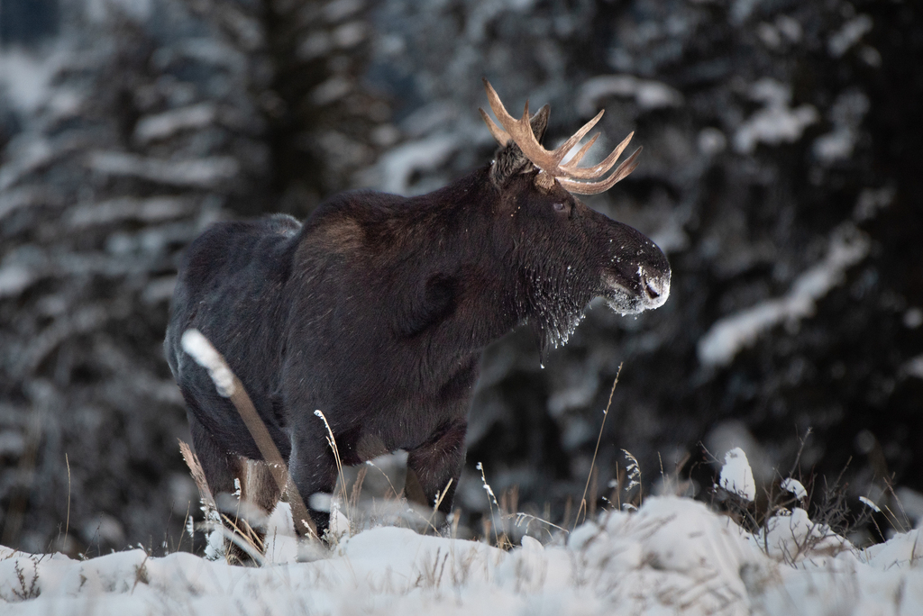 Shiras Moose from Teton County, WY, USA on November 13, 2022 at 05:48 ...