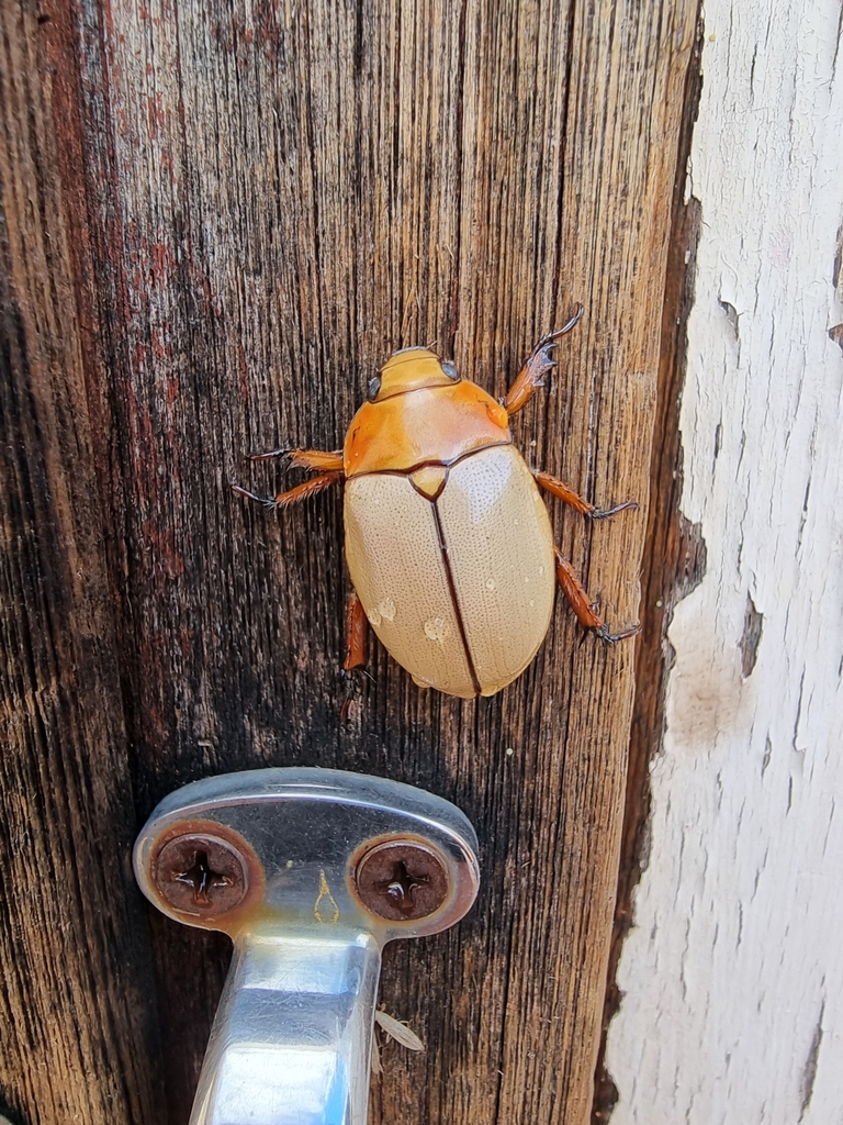Anoplognathus macleayi from Hale NT 0872, Australia on November 27 ...