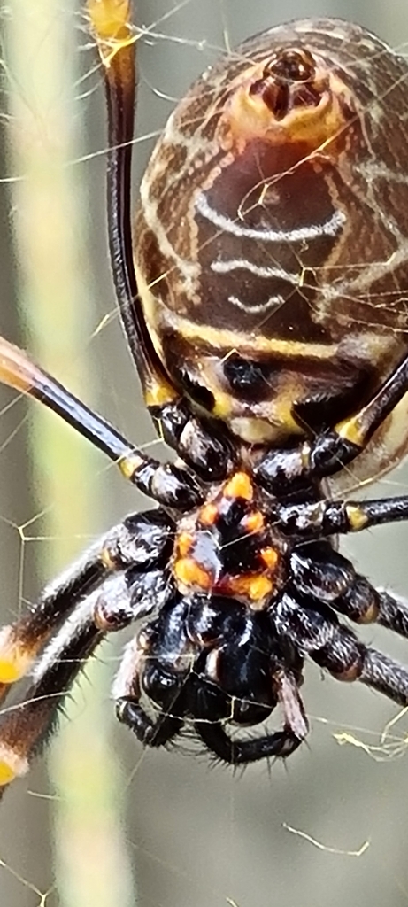 Tiger Spider from Greenslopes QLD 4120, Australia on November 27, 2022 ...