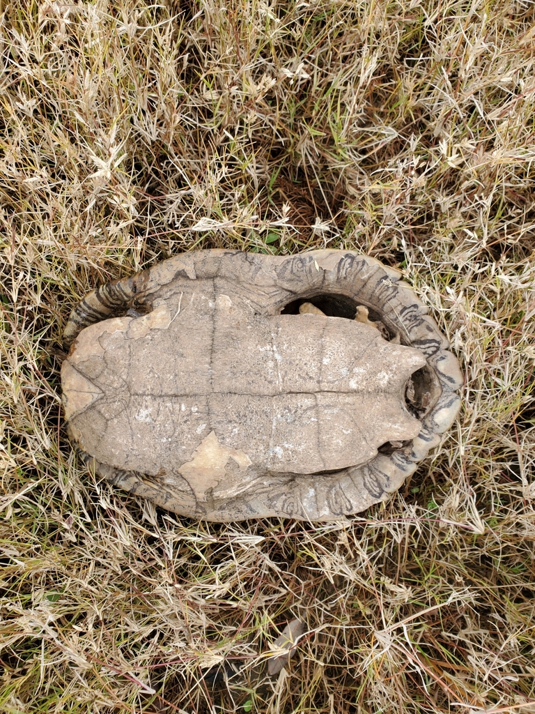 Deirochelyine Turtles from Llano County, TX, USA on November 26, 2022 ...