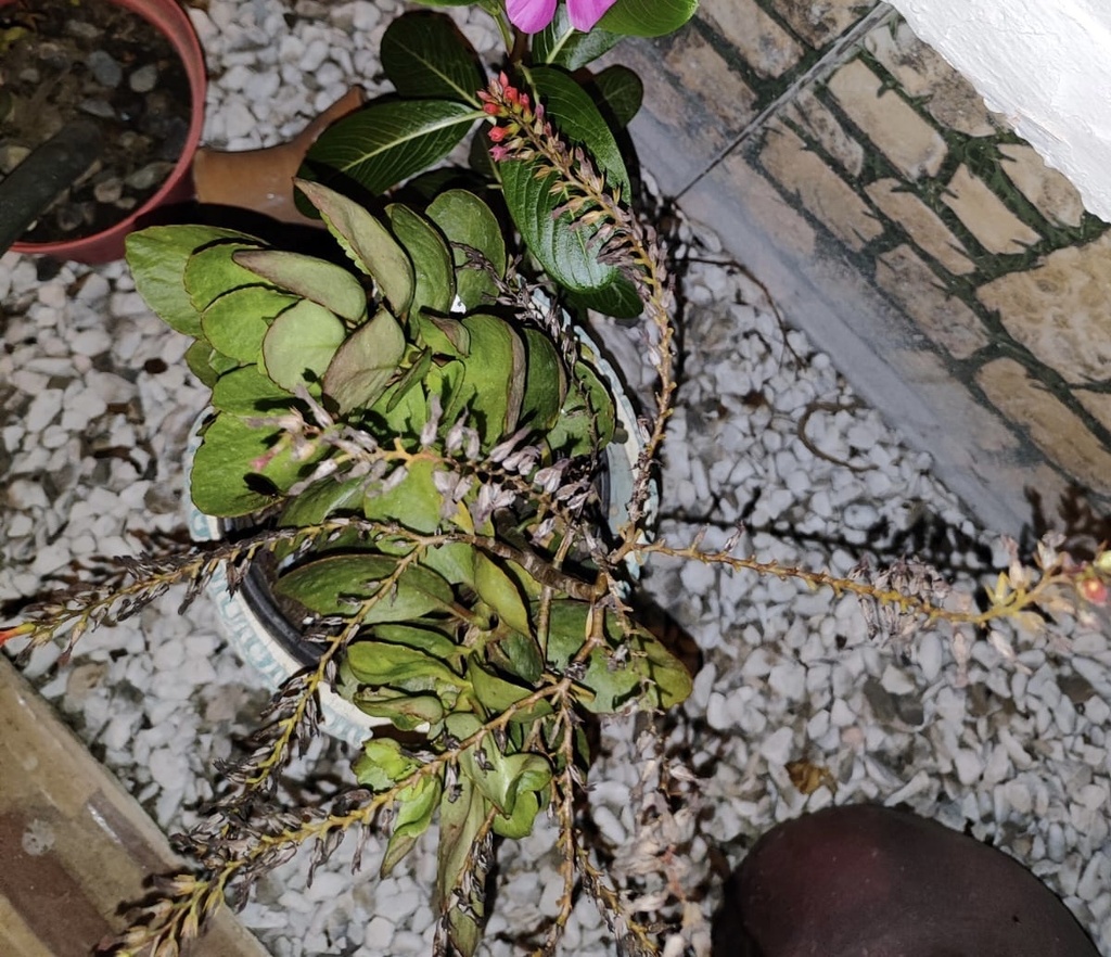 green callaloo amaranth from Bocas del Toro, PA on November 26, 2022 at ...