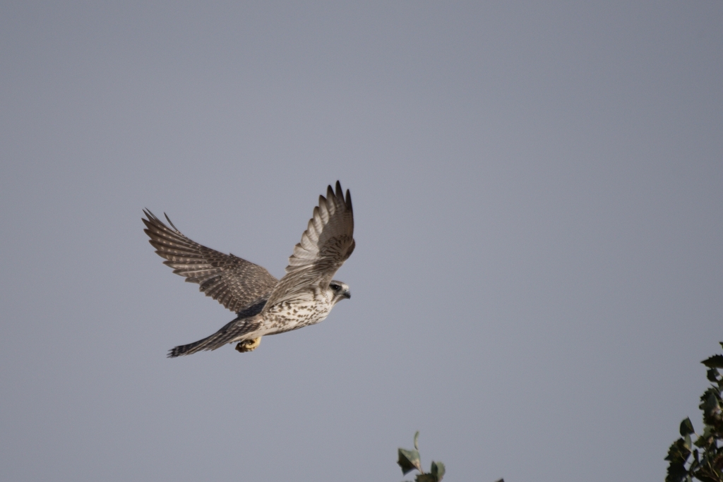 Eastern Saker Falcon in September 2022 by Juugee Nergui · iNaturalist