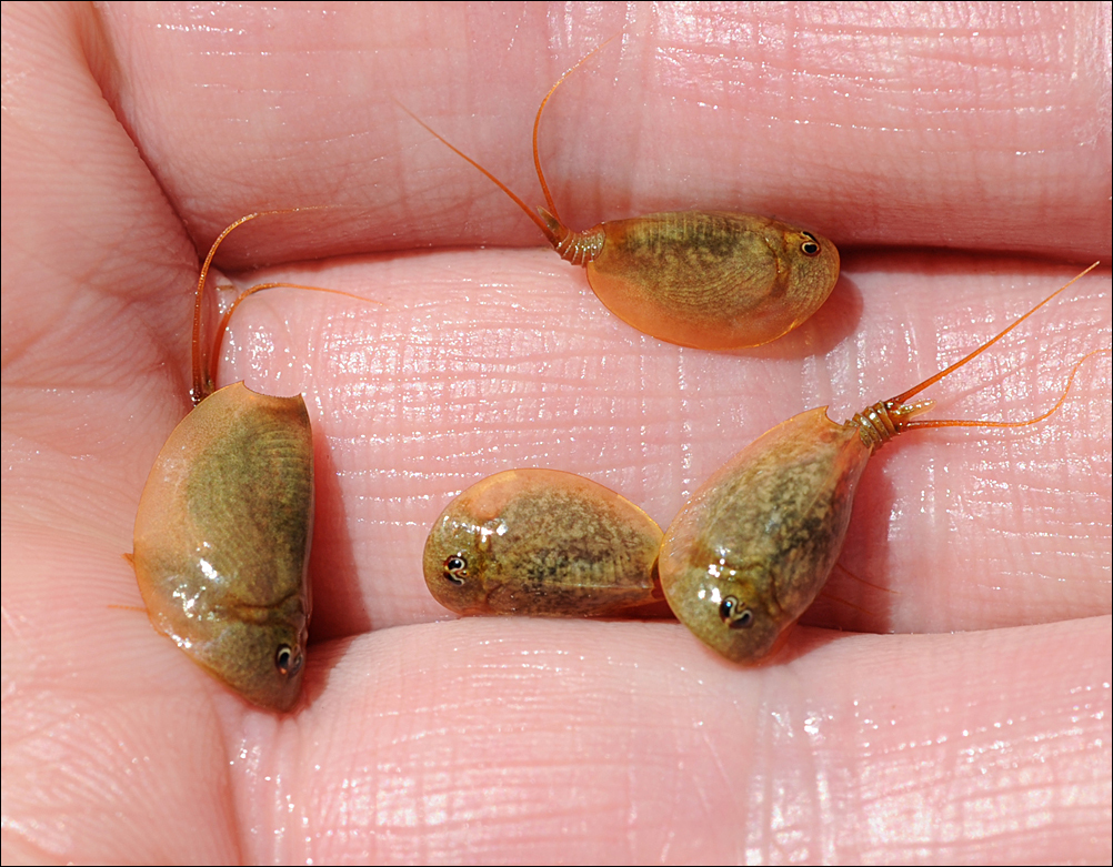 Coues Tadpole Shrimp in May 2020 by Ian Gardiner. Habitat shallow, turbid, temporary, grassland ...
