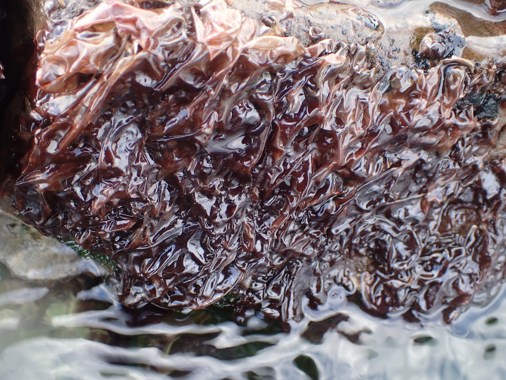 Pyropia haitanensis from 228台灣新北市貢寮區 on November 26, 2022 at 01:42 PM ...